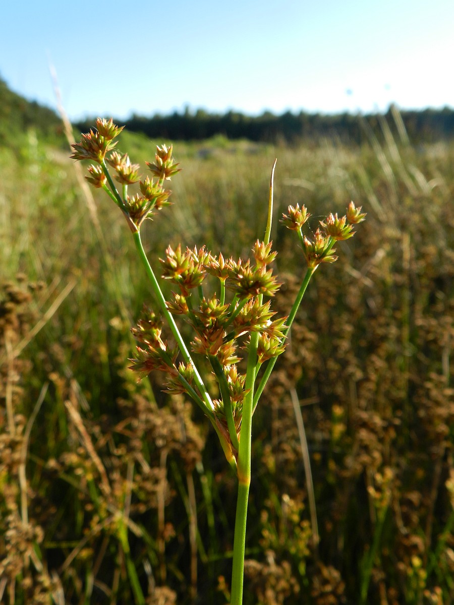 Juncus canadensis, Canadian Rush